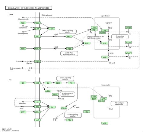 Kegg Pathway Regulation Of Lipolysis In Adipocytes Homo Sapiens Human