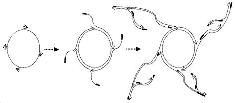 Scheme For Multiply Primed Rolling Circle Amplification Download