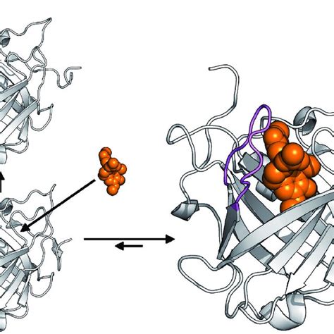 Schematic Illustration Of The Principle Of Conformational Selection Download Scientific Diagram