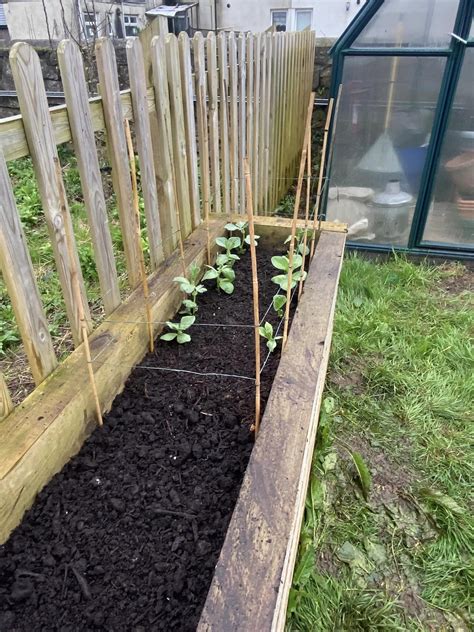 Pill Unity Allotments Your Newport Your Wellbeing