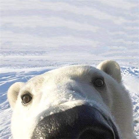 Adorable Polar Bear Picture