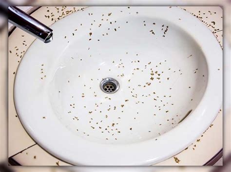 Difference Between Fruit Flies And Drain Flies Control Tips PestWeek
