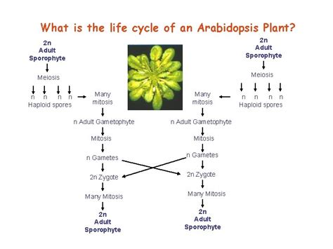 Introduction Of Seed Development And Arabidopsis Embryo Development