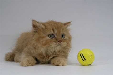 Kitten Red Mackerel Tabby British Shorthair Longer Coated Ouachita British Shorthairs
