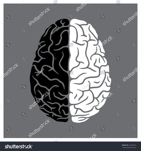Creative Concept Of The Human Brain Left And Right Side Brain Left