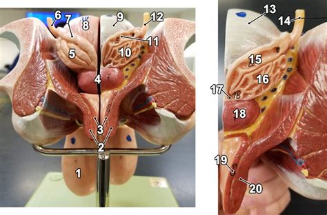 Male Reproductive System Pt 5 Diagram Quizlet