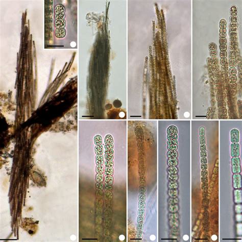Trichodesmium Brasiliense A B General Aspect Of Fascicles C D