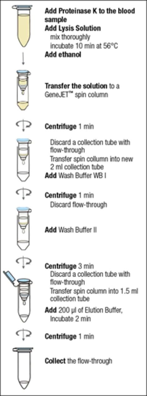 Thermo Scientific Gel Extraction Kit Protocol At Andrew Gillan Blog