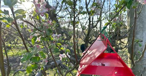 Csiro Finds Best Trap Arrangement For Detecting Crop Pests Good Fruit And Vegetables Qld