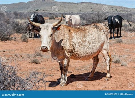Nguni Cattle Wallpaper
