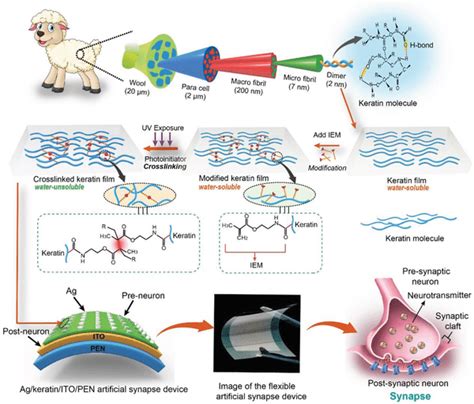 Schematic Illustration Of Cross‐linked Keratin Based Flexible
