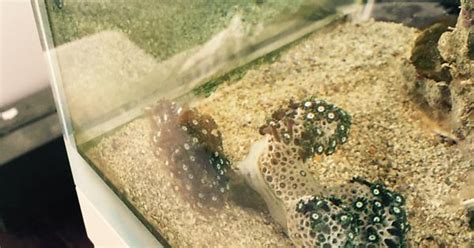 [help] what is this white fuzzy stuff growing on my alveopora i saw