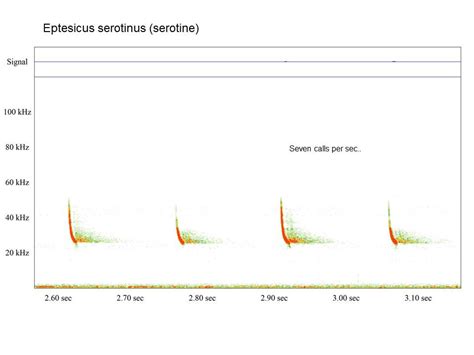 Bat Sound Diagrams Bat Detectors With Time Expansion Furesø
