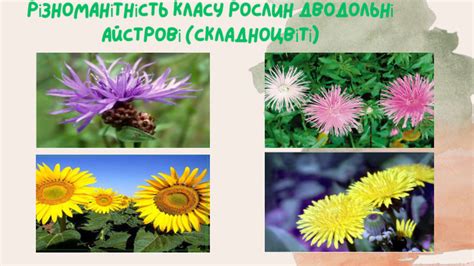 Різноманітність покритонасінних однодольні та дводольні
