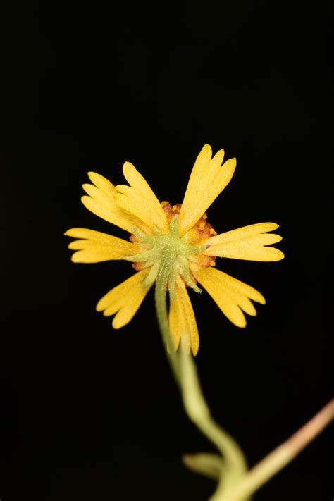Helenium Elegans Fsus