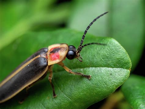 Firefly Photograph By Nick Pawlowski Fine Art America