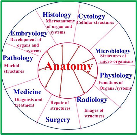 Shows How Various Subjects Of Medical Education Evolved From Anatomy