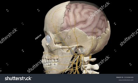 Cross Section Brain Inside Skull 3d Stock Illustration 2324086389