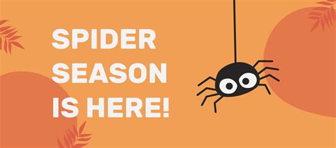 How To Get Rid Of Spiders Without Toxic Chemicals Miniml