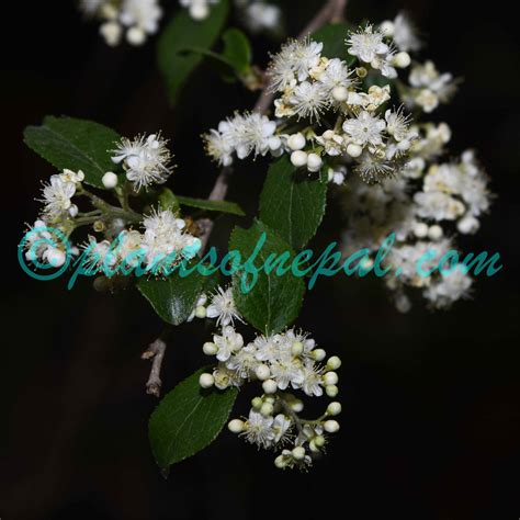 Symplocos Paniculata Thunb Miq Plants Of Nepal