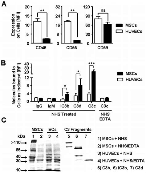 Mscs And Ecs Differ In Their Complement Regulatory Activity A