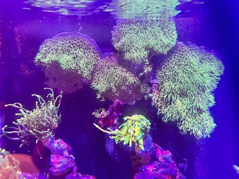 Pennsylvania Live Goods Selling King Kong Yuma Mushroom Reef2reef