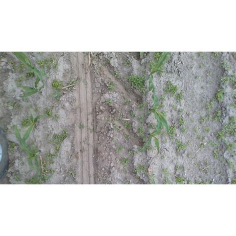 Sirca Weed Maize Object Detection Dataset By Rmcpublic