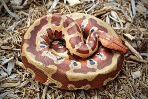 Blood Python Facts Size Habitat Pictures