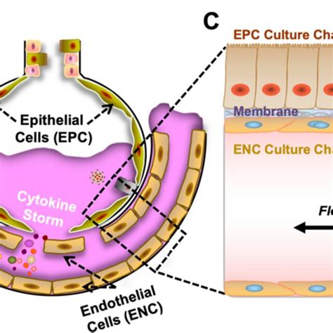 Microfluidic Device Used To Mimic Lung Alveolar Tissue Download