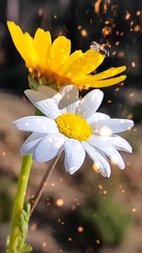 Consiousness Awareness Artofit