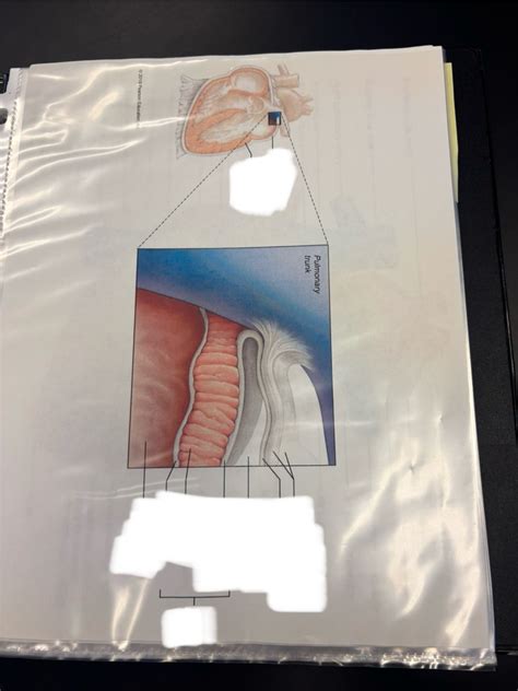 Pulmonary Trunk Diagram Quizlet