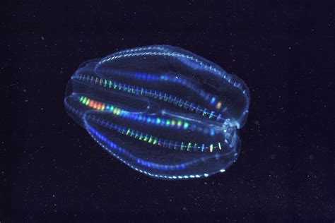 Strange Consciousness Of Comb Jellies