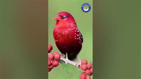 The Most Beautiful Quran Recitation Most Beautiful Tilawat Quran