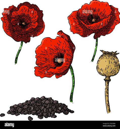 Poppy Set Sketch Hand Drawn Vector Stock Vector Image And Art Alamy