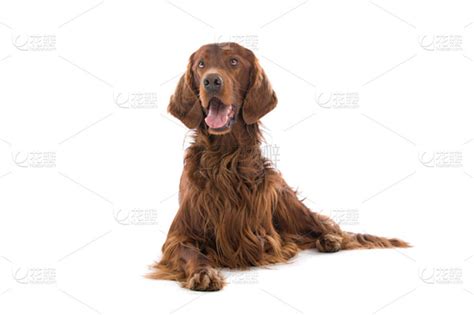 爱尔兰长毛猎犬狗赛特种猎狗猎犬纯种犬水平画幅无人白色背景背景分离一只动物