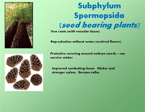 Gymnosperms Gymnosperms Subphylum Spermopsida Seed Bearing Plants True