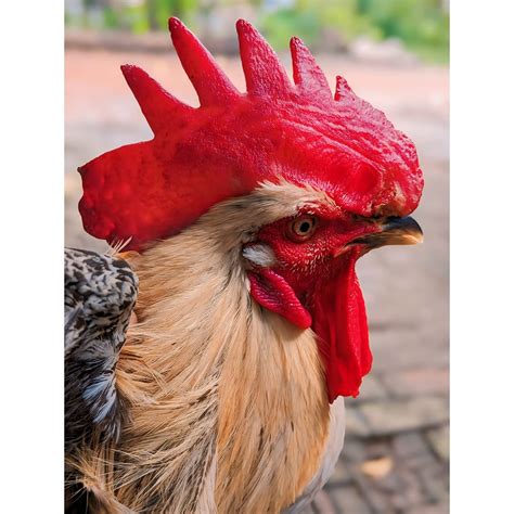 হাঁস মুরগি ক্রয় বিক্রয় অনলাইন বাজার বরিশাল