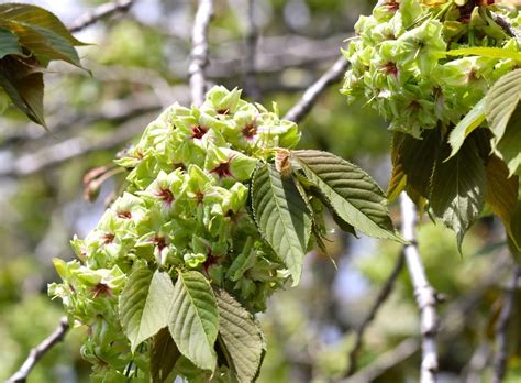 御衣黄桜 オナモミのブログ