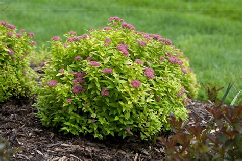 How To Plant And Grow Spirea Hgtv