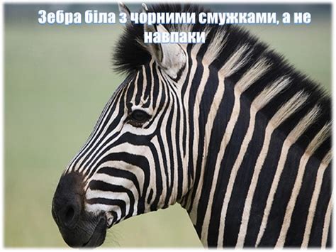 Презентація Цікаві факти про тварин