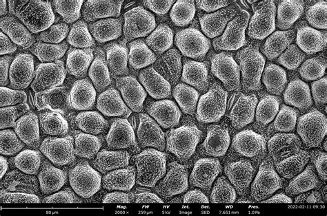 Sem Image Gallery Nanoscience Instruments