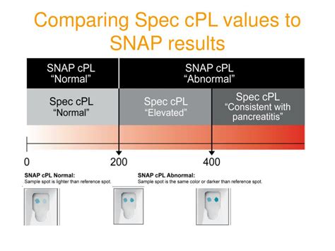 Ppt Pancreatitis In Dogs And Cats Powerpoint Presentation Free