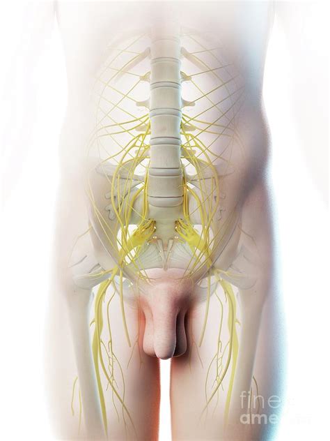 Pelvic Nerves Photograph By Sebastian Kaulitzkiscience Photo Library