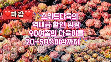 ️마감 ️ 3월 12일🎉20~50할인🎉 하우스 공사로 자리빼기💖스위트다육💖 다육 다육할인 다육이 봄식물 Youtube