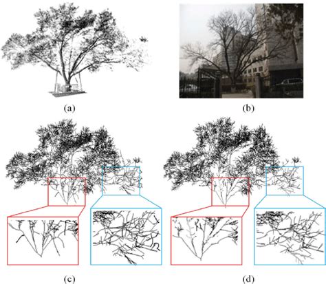 Extraction Of The Tree Skeleton From A Point Cloud A The Tree Point