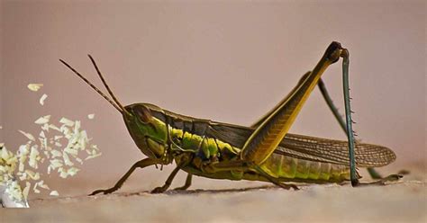 Un Trucchetto Per Allontanare Le Cavallette Dal Tuo Giardino E Dalla Tua Casa