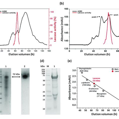 Purification Of Extracellular Laccase From A Pediades Download Scientific Diagram