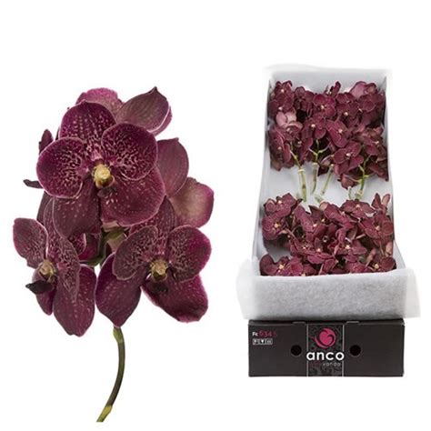 Vanda Orchid Sunanda Chocolate Red Wholesale Dutch Flowers And Florist Supplies Uk