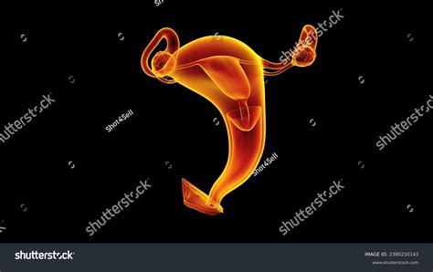 Female Reproductive System Fallopian Anatomy 3d Stock Illustration
