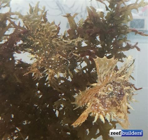 Awesome Fish Spotlight Sargassum Frogfish Reef Builders The Reef